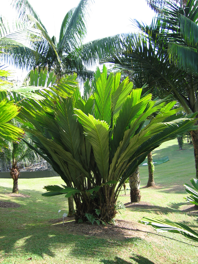 Resurrection of palm "eye candy" - Page 3 - DISCUSSING PALM TREES ...